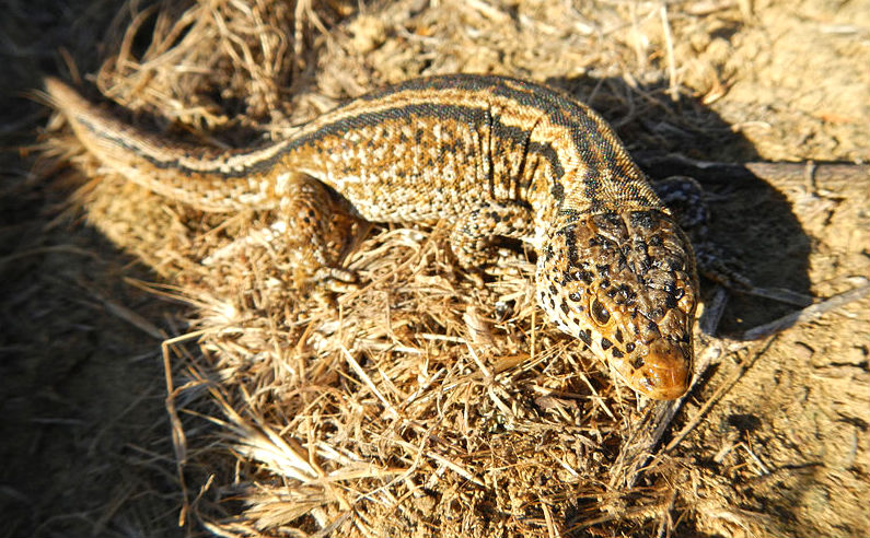 Zoo Adds Rare Island Night Lizards, Thanks to the Navy - Times of San Diego