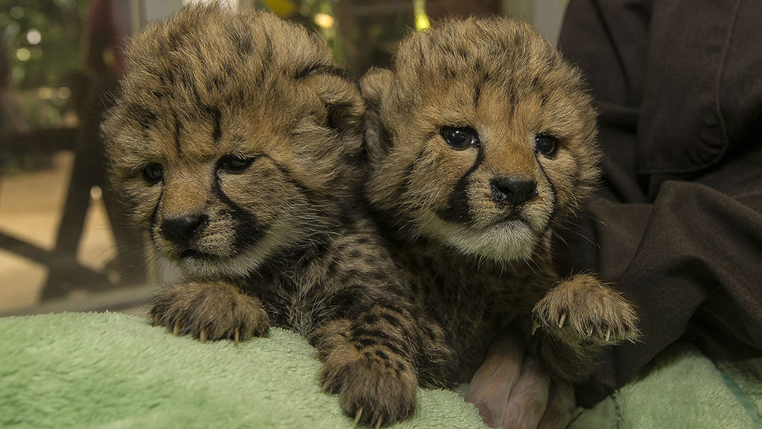 Zoo's 3-Week-Old Cheetah Cubs Now Bottle Feeding