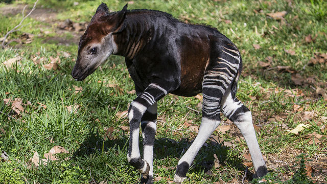 Curious Okapi Calf Makes Debut at San Diego Zoo Safari Park - Times of ...