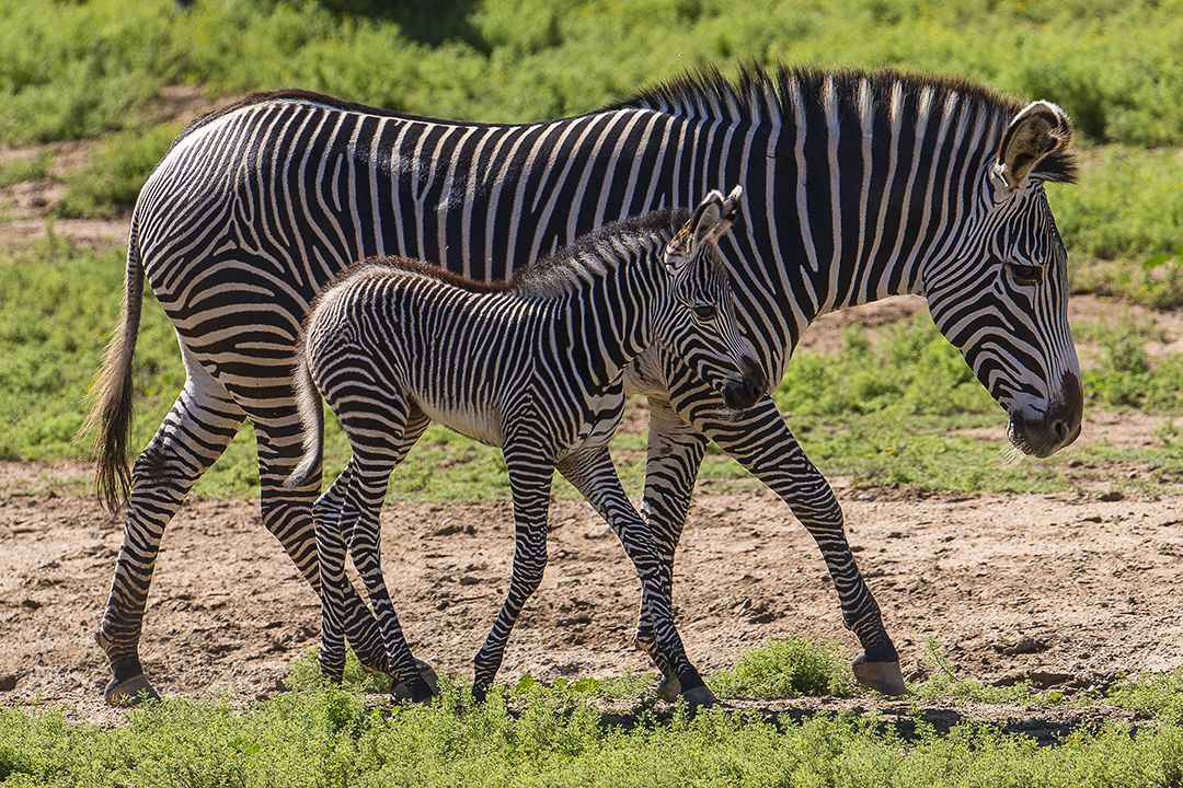 Safari Park Welcomes 2 New Endangered Zebra Foals - Times of San Diego