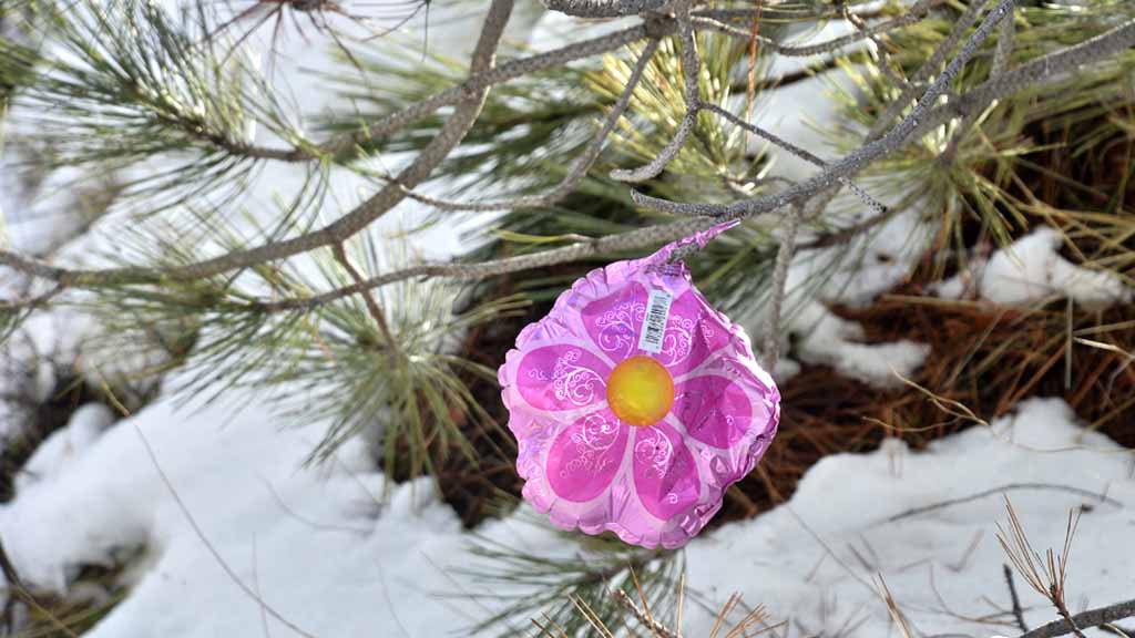 Sunrise Highway Packed for Snow Play Before Sunny Skies Start the Melt ...