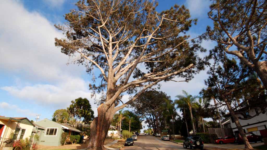 Torrey Pine Spared in Ocean Beach; City Suspends Plans to Remove 73 ...