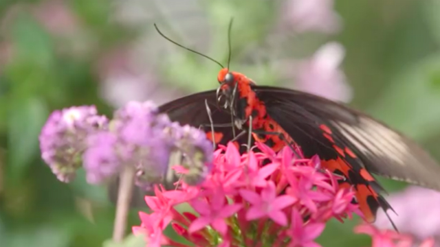 San Diego Zoo Prepares Dazzling 'Butterfly Jungle' Rain Forest Aviary ...