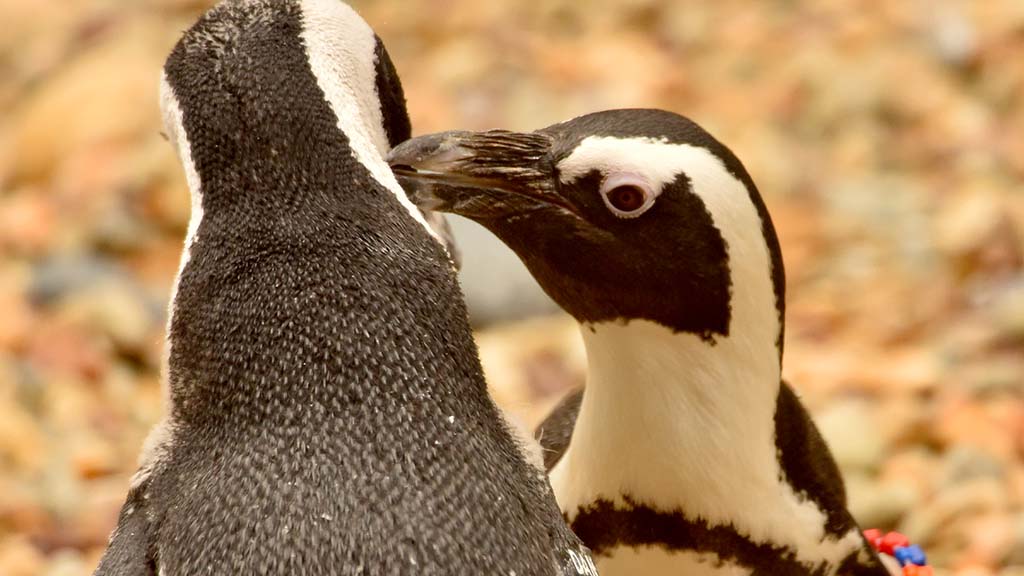 Hundreds Make Zoo Dash at Africa Rocks Opening