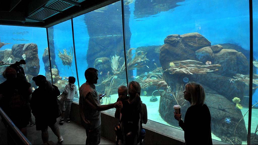 Hundreds Make Zoo Dash at Africa Rocks Opening