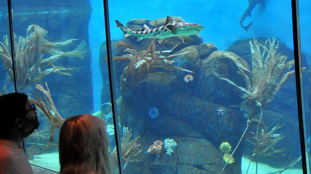 Hundreds Make Zoo Dash at Africa Rocks Opening