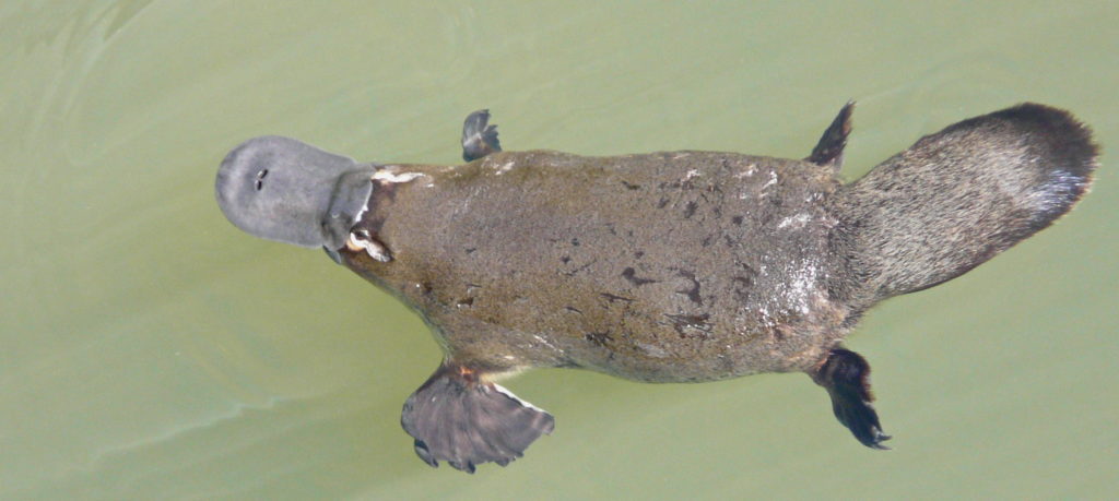 Zoo Partners with Australian Researchers to Protect Threatened Platypus ...