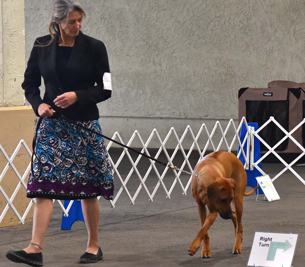 Handling at Del Mar, King of Westminster Dog Show Recalls 'Incredible ...