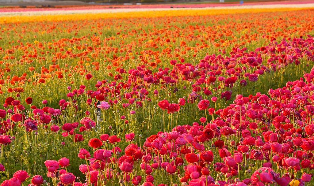 Feast for Eyes and Palate: Dining Amid The Flower Fields at Carlsbad Ranch