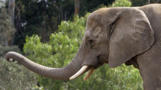 Tembo, African Bush Elephant That Was Former Animal Actor, Dies at San ...