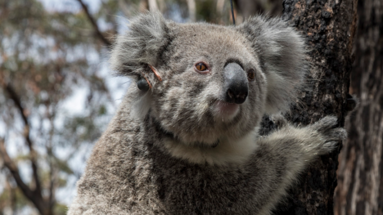 Zoo Helps Koalas Rescued from Fire Return to Australia's Blue Mountains ...