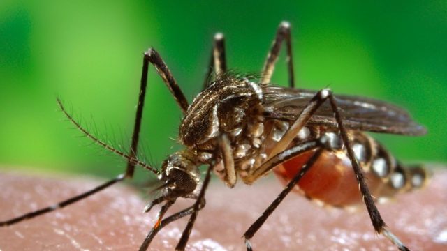 Invasive Mosquito Species Being Felt in More Areas of San Diego County ...