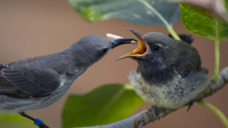 Splendid Sunbird Chick Successfully Reared at San Diego Zoo - Times of ...