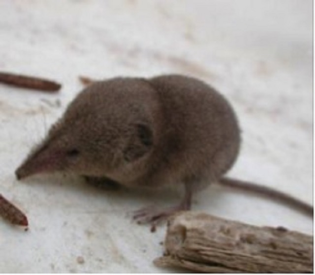 Tiny Catalina Island Shrew Feared Extinct Caught on Camera by ...
