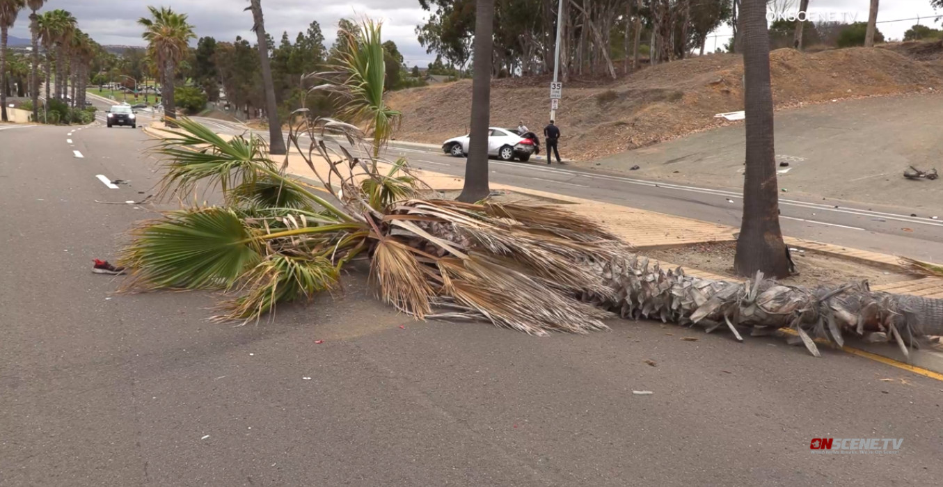 Driver Injured After Losing Control, Taking Down Palm Tree in South Bay ...