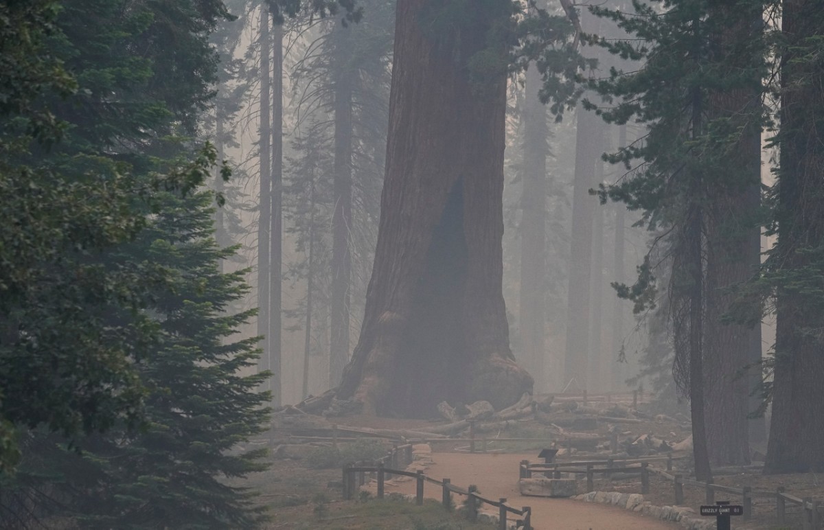 Low Intensity of Yosemite Wildfire May Ultimately Prove Beneficial to ...