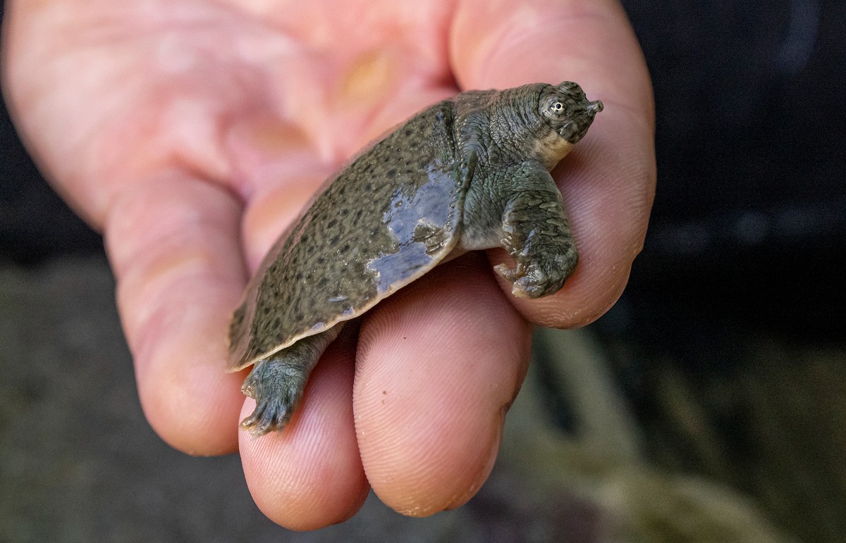 Zoo Is First in North America to Breeds Endangered Indian Softshell ...