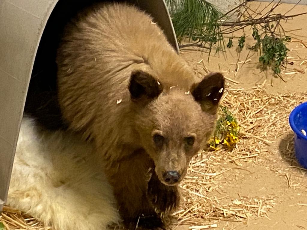 Orphaned Bear Cub Gaining Strength at Humane Society's Ramona Wildlife ...
