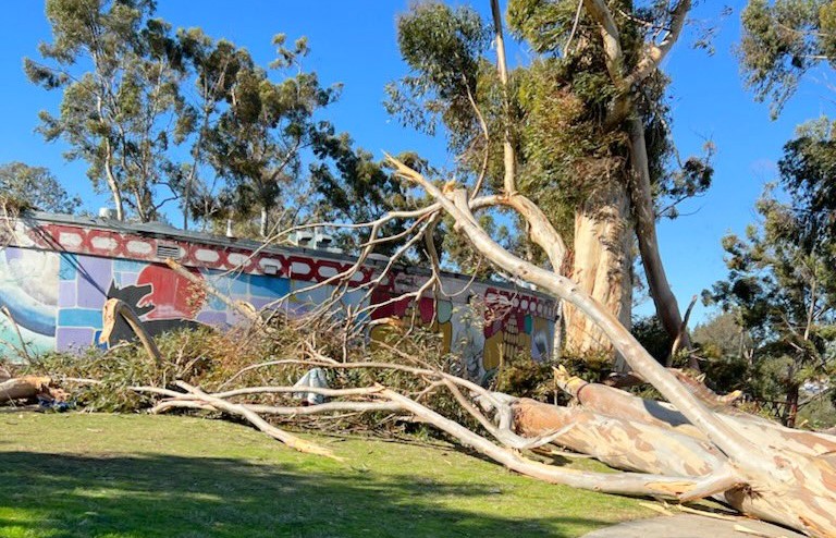 Balboa Park Closed as Falling Trees from Santa Anas Pose Danger Across ...