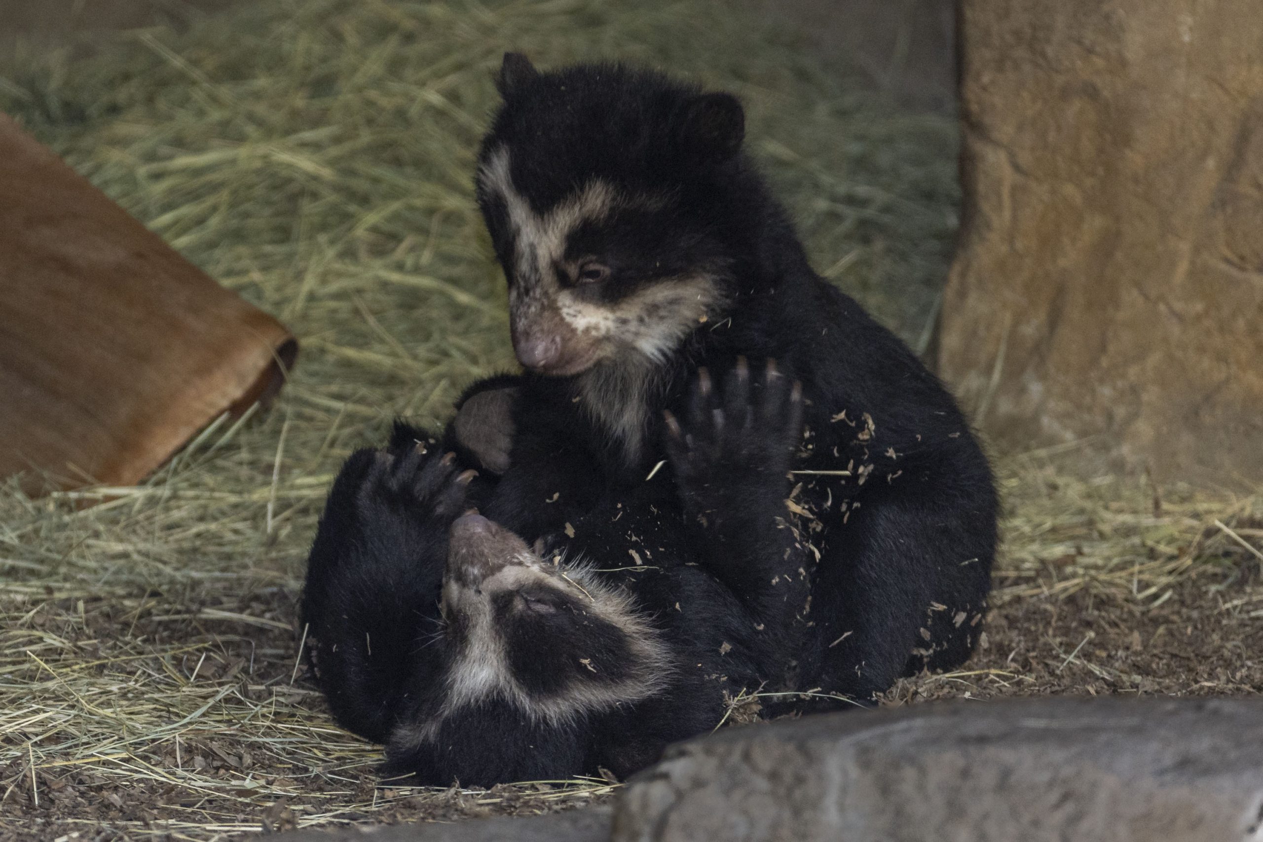 Andean Bear Cub Twins Born at the San Diego Zoo—a First in Nearly 30 ...