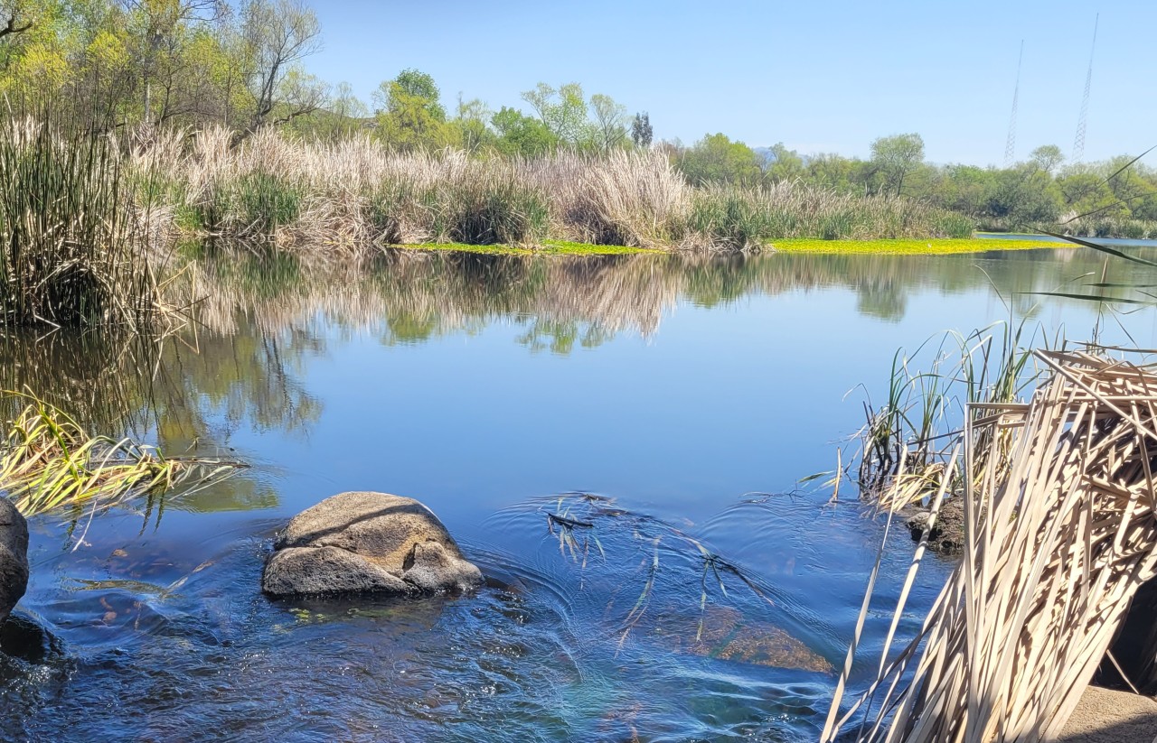 Study says majority of locally caught freshwater fish have parasites