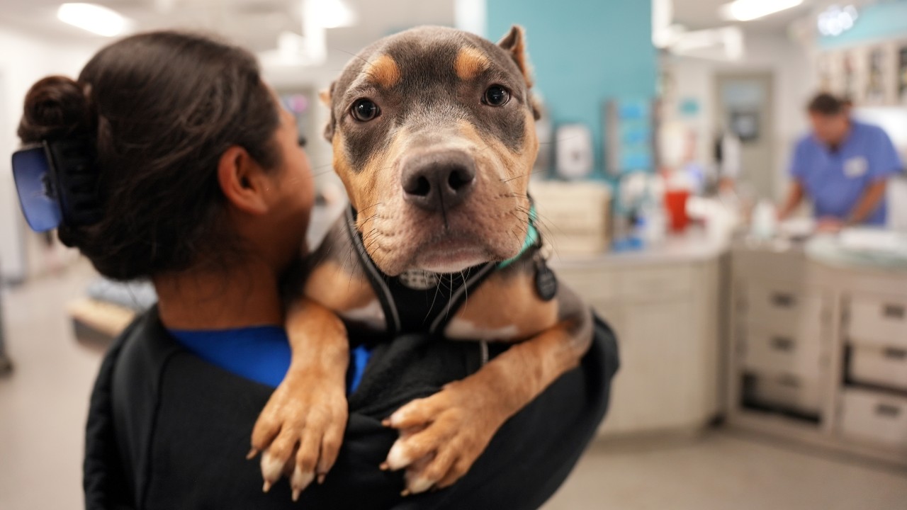 Opinion: The San Diego Humane Society Has a Vision for a More Humane Future