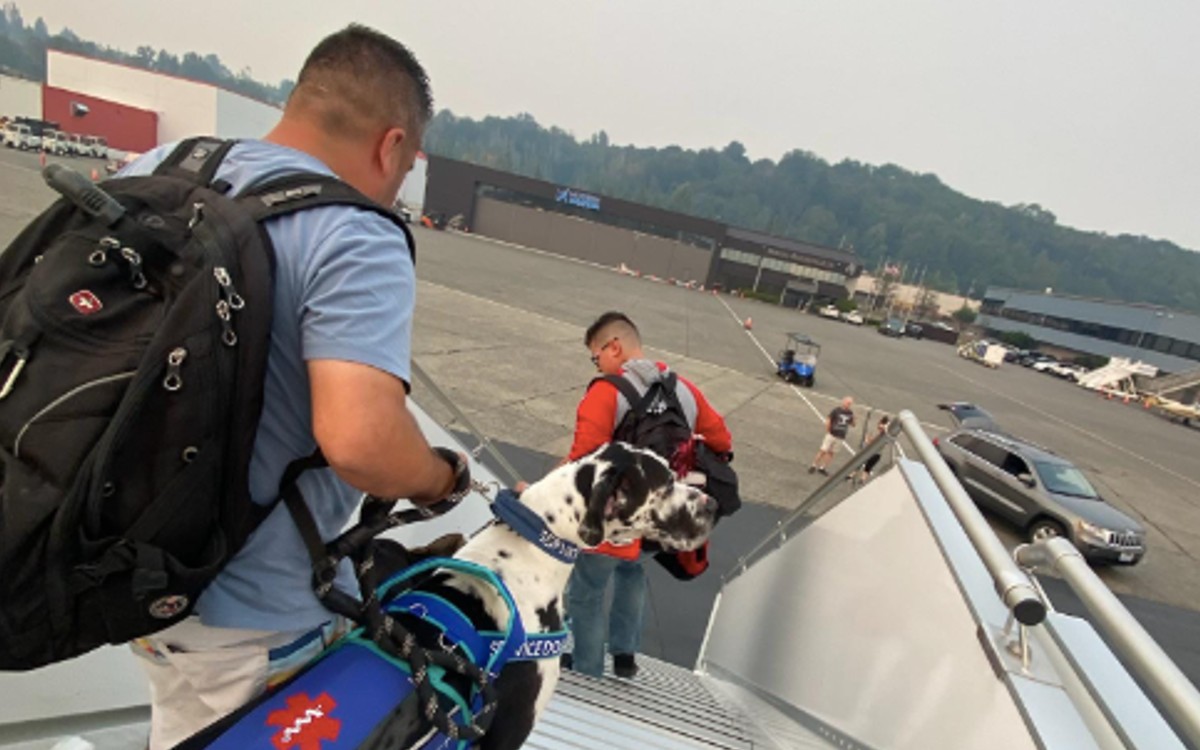 Orphaned Pets from Maui on Way to San Diego for Adoption at Woodward ...