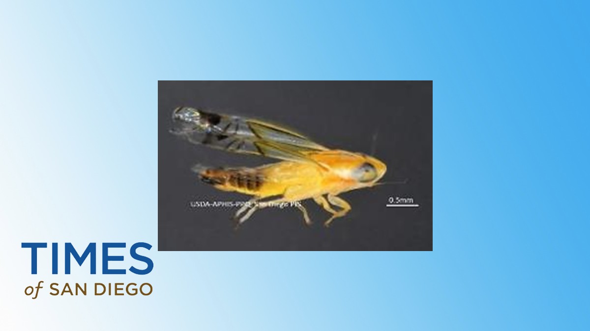 CBP Officers Discover Rare Insect in Agriculture Shipment at Otay Mesa ...