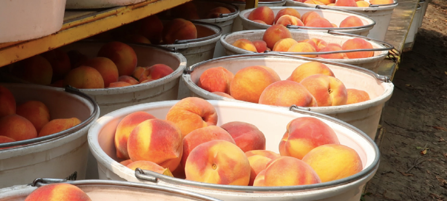 Prima, California's Giant, but Debt-Ridden Peach Producer, Files for ...