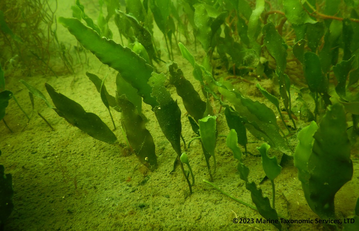 San Diego Bay Sees Small Infestation of Invasive Seaweed Near Coronado Cays