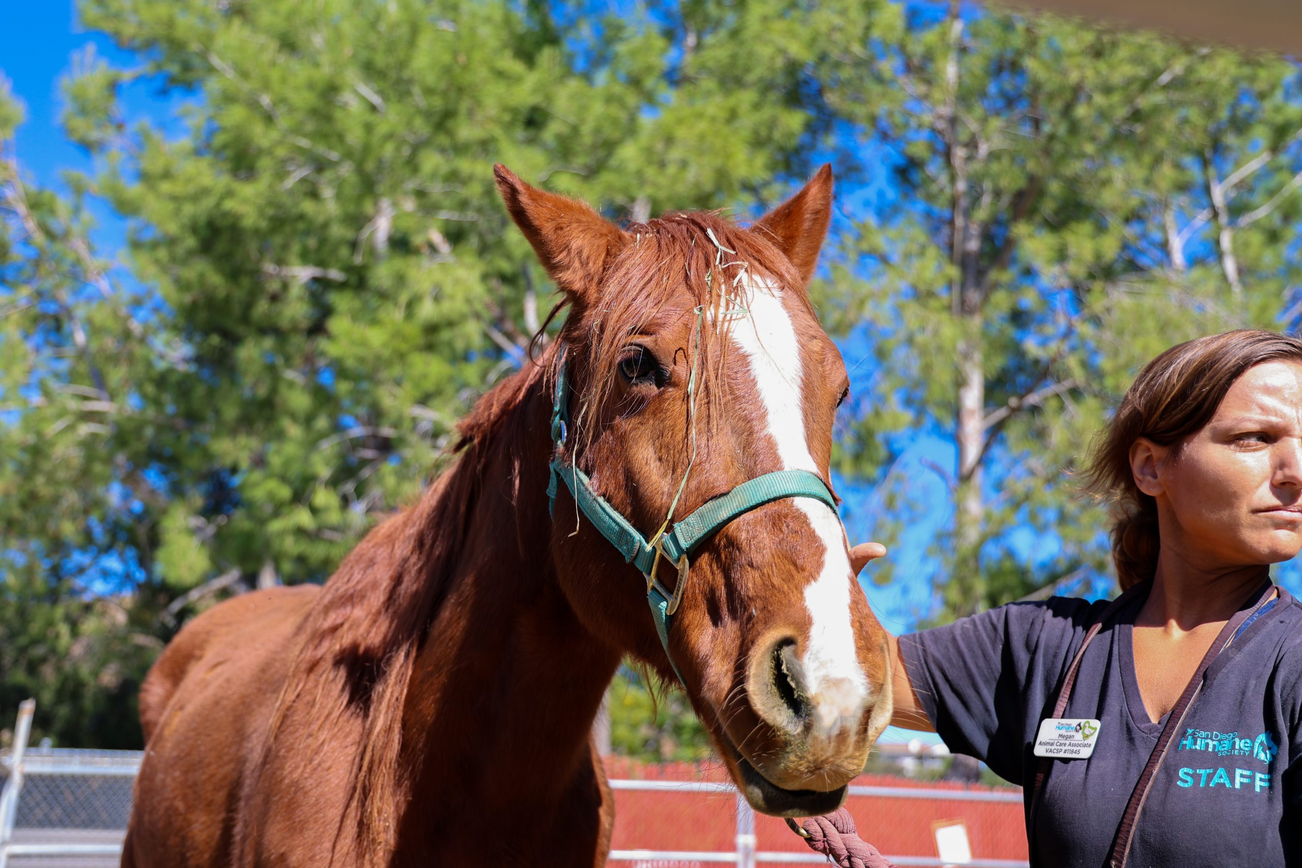 Humane Society Seeks Information on 2 Abandoned Horses - Times of San Diego