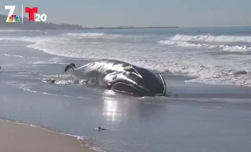 Dead 52-Foot-Long Fin Whale Washes Up Near Pacific Beach - Times of San ...