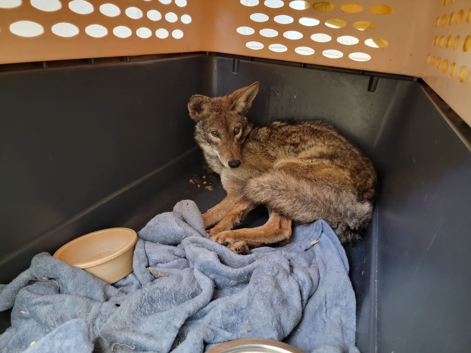 Coyote Found in Flood Debris With Bucket Stuck to Head Released Back Into Wild - Times of San Diego