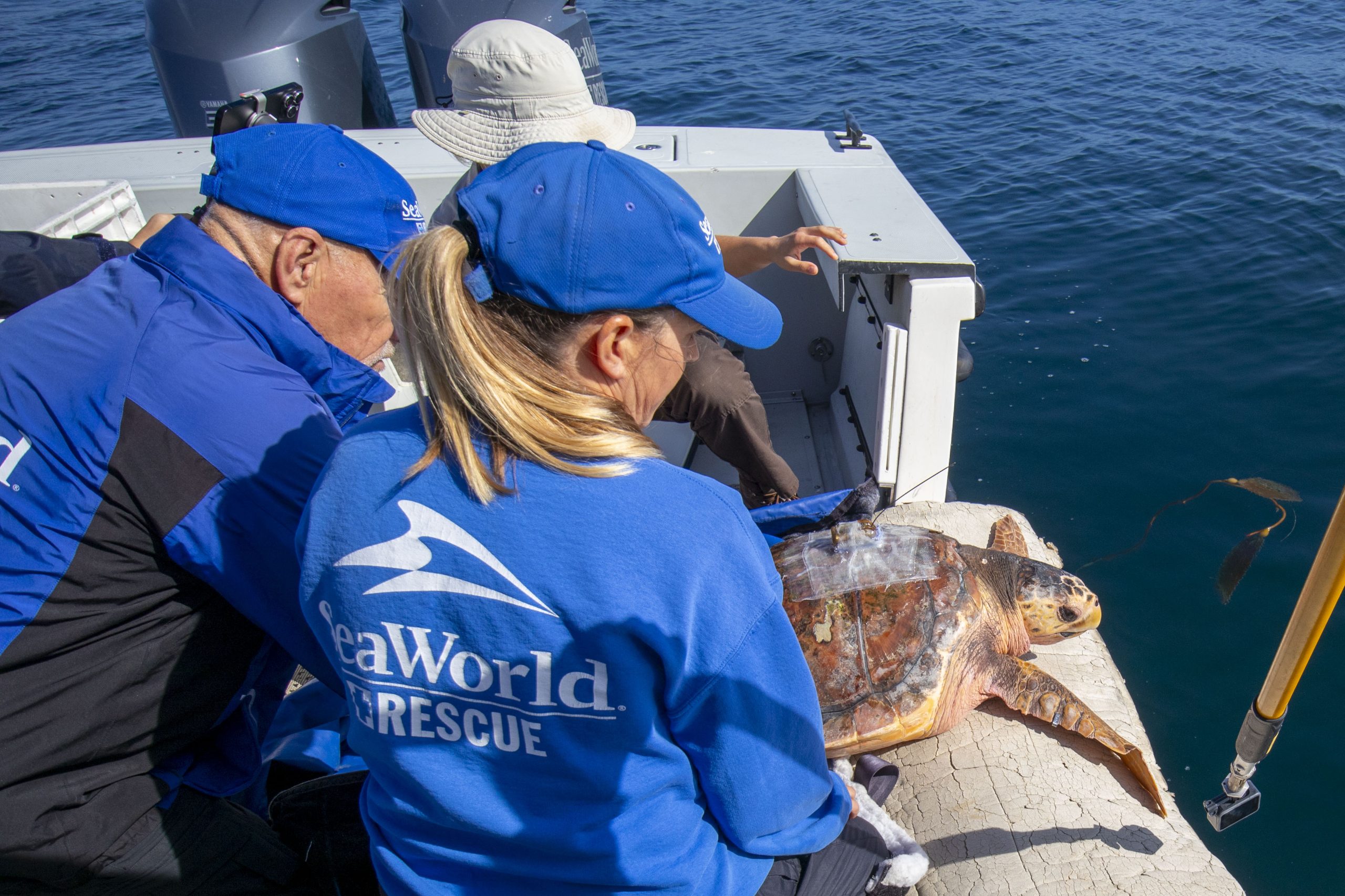 Rehabilitated Endangered Sea Turtle Returns to the Ocean - Times of San ...