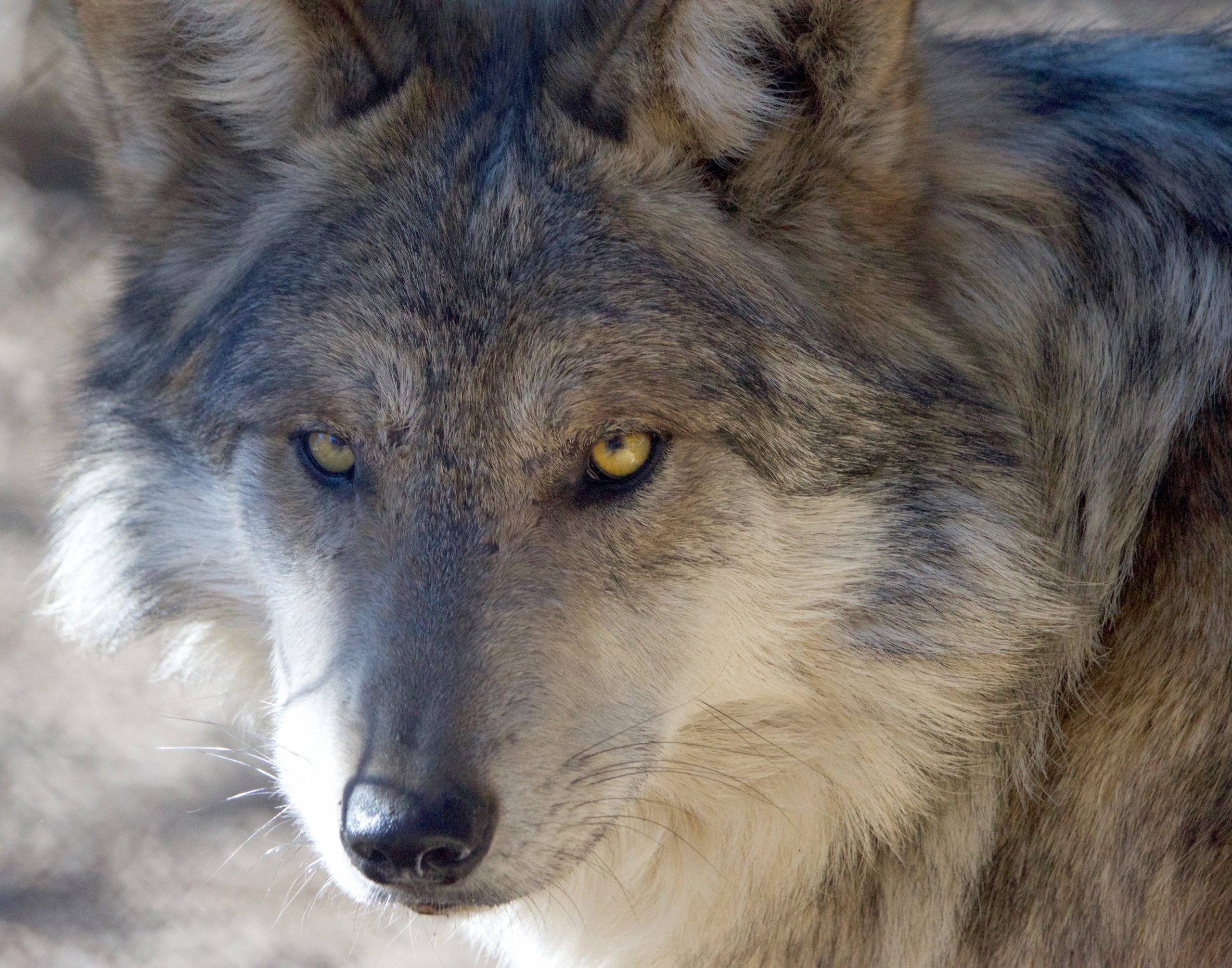 California Wolf Center Celebrates Awareness Week with Special Events ...