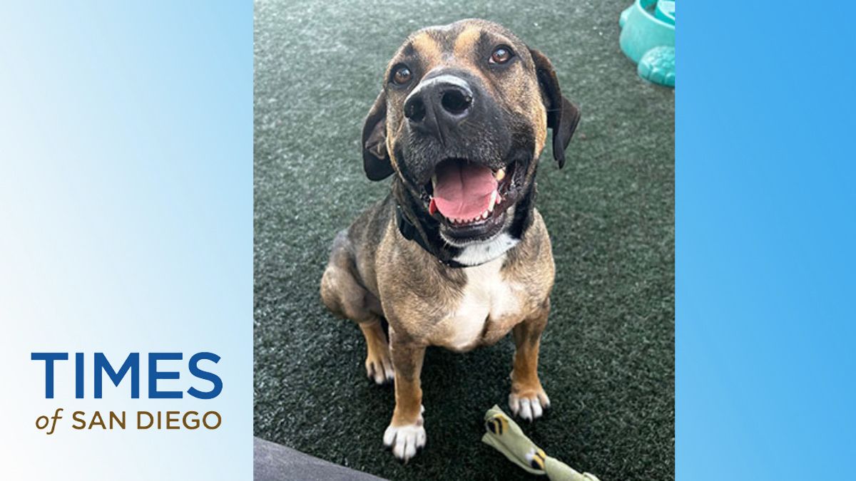 'Chief Digging Officer' Howard the Dog to Lead New Santee Animal ...