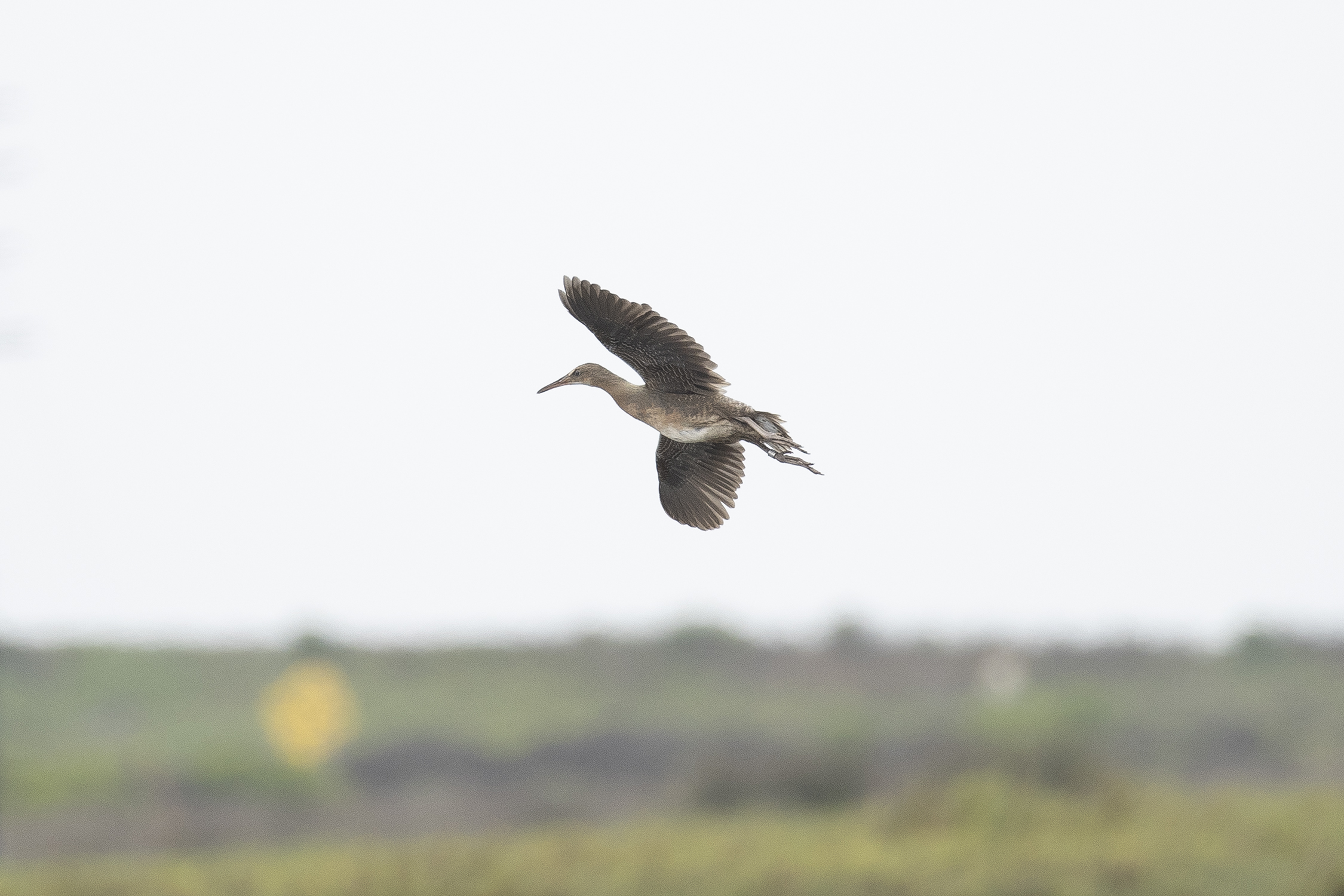 Seven Endangered Birds, Including Three Hatched at Safari Park ...