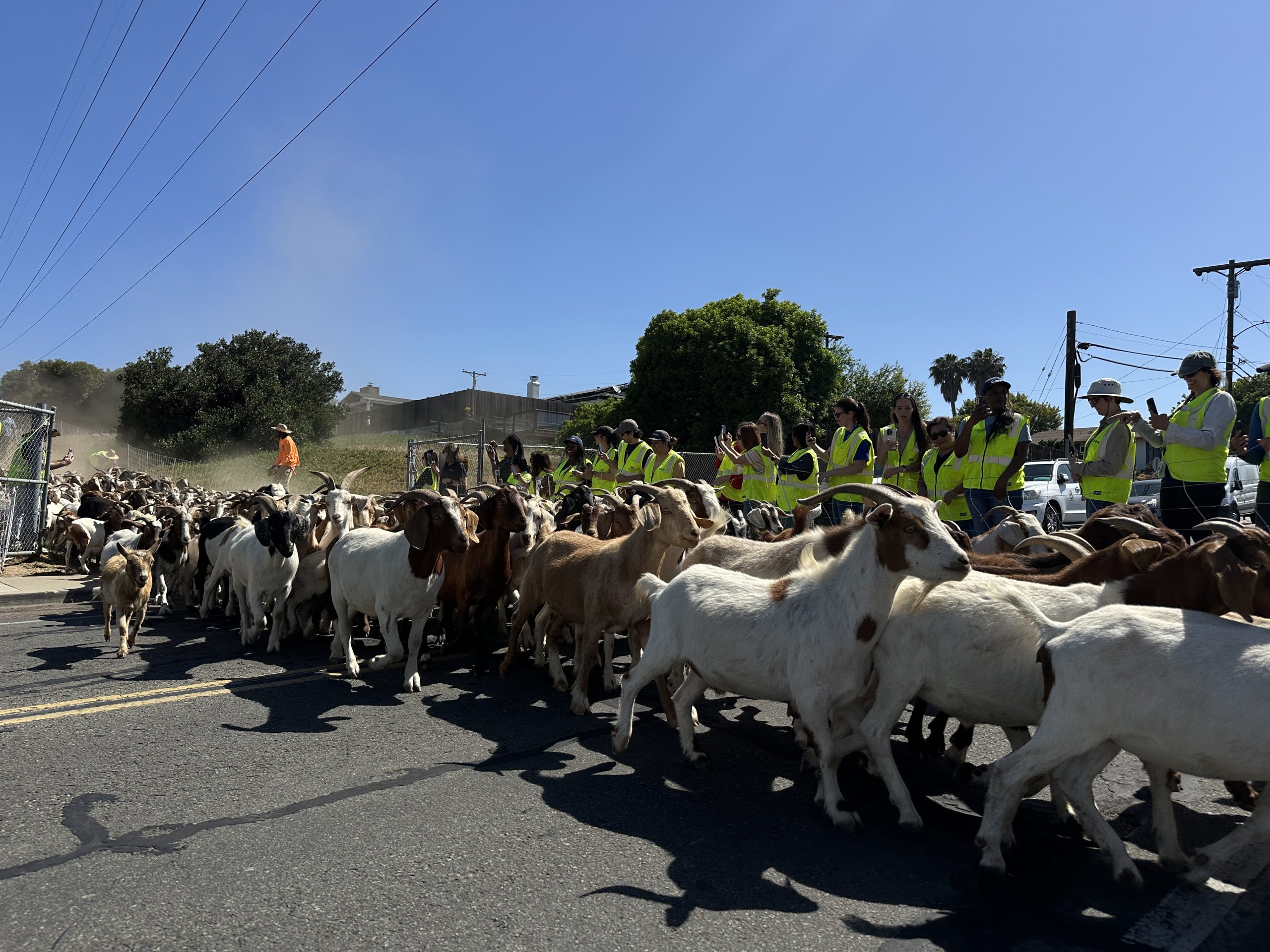 Firefighting goats take on a new pasture in Clairemont Mesa