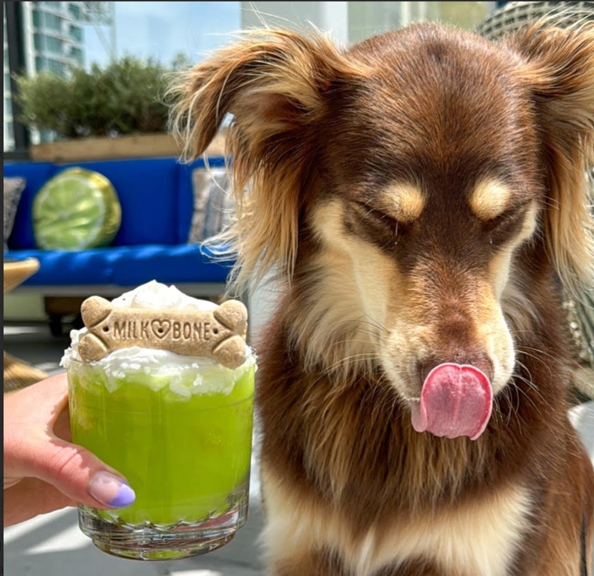 Paws up: Yappy Hour takes over Margaritaville SD Thursdays